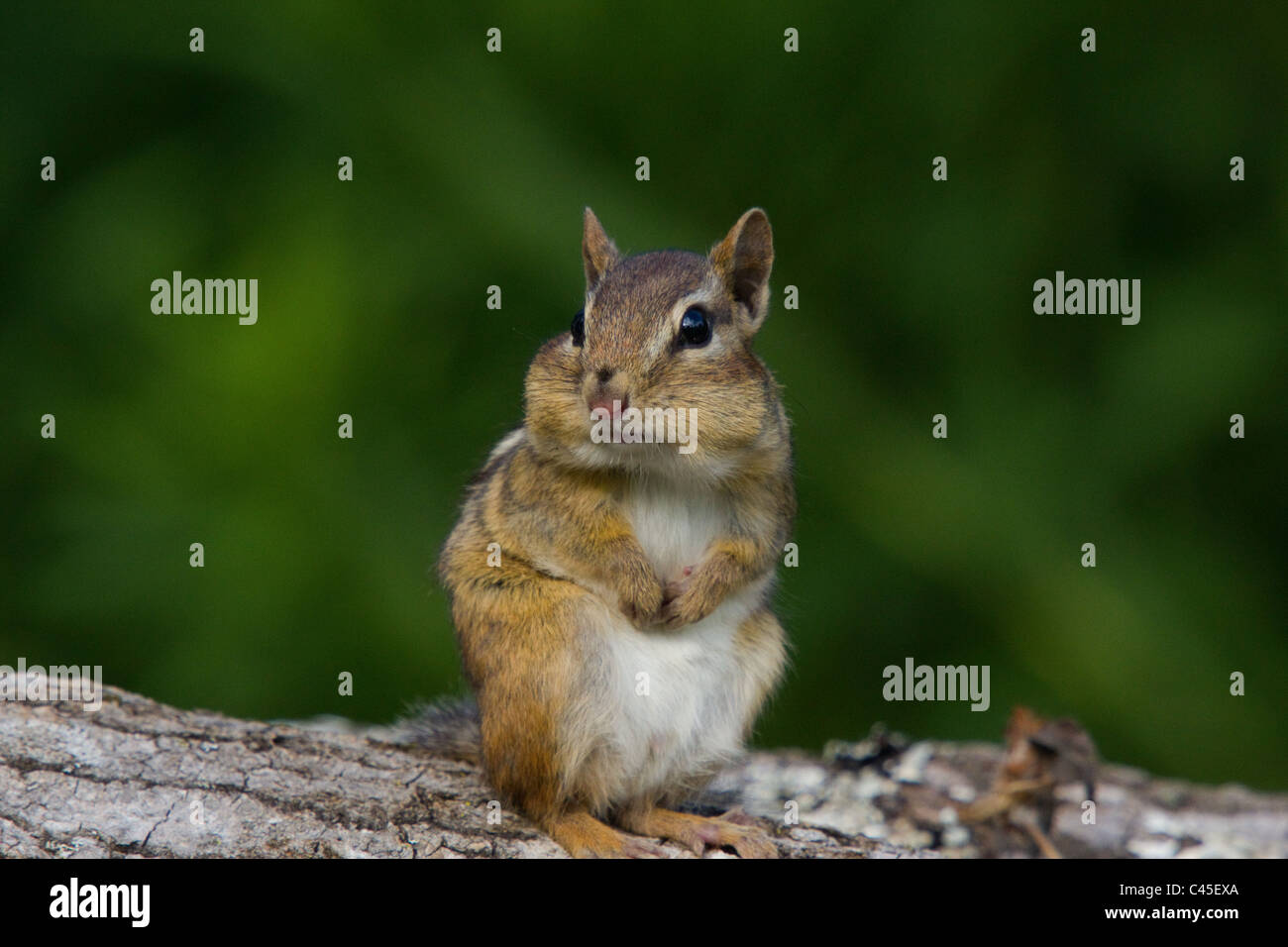 Chipmunk hi-res stock photography and images - Alamy