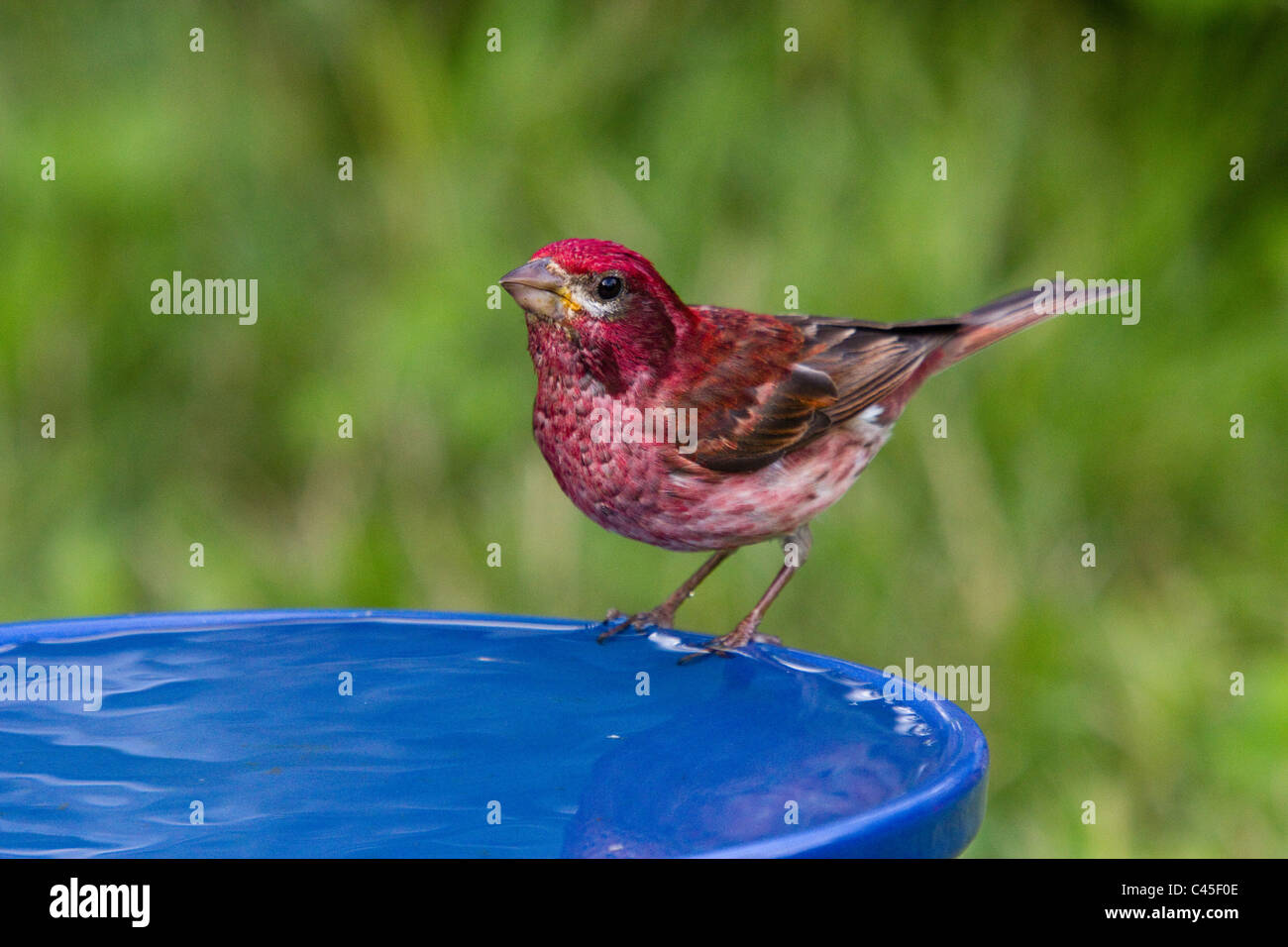 Purple Finch - Male Stock Photo - Alamy