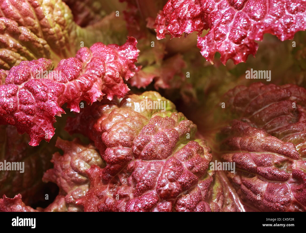 closeup of swiss chard Stock Photo - Alamy