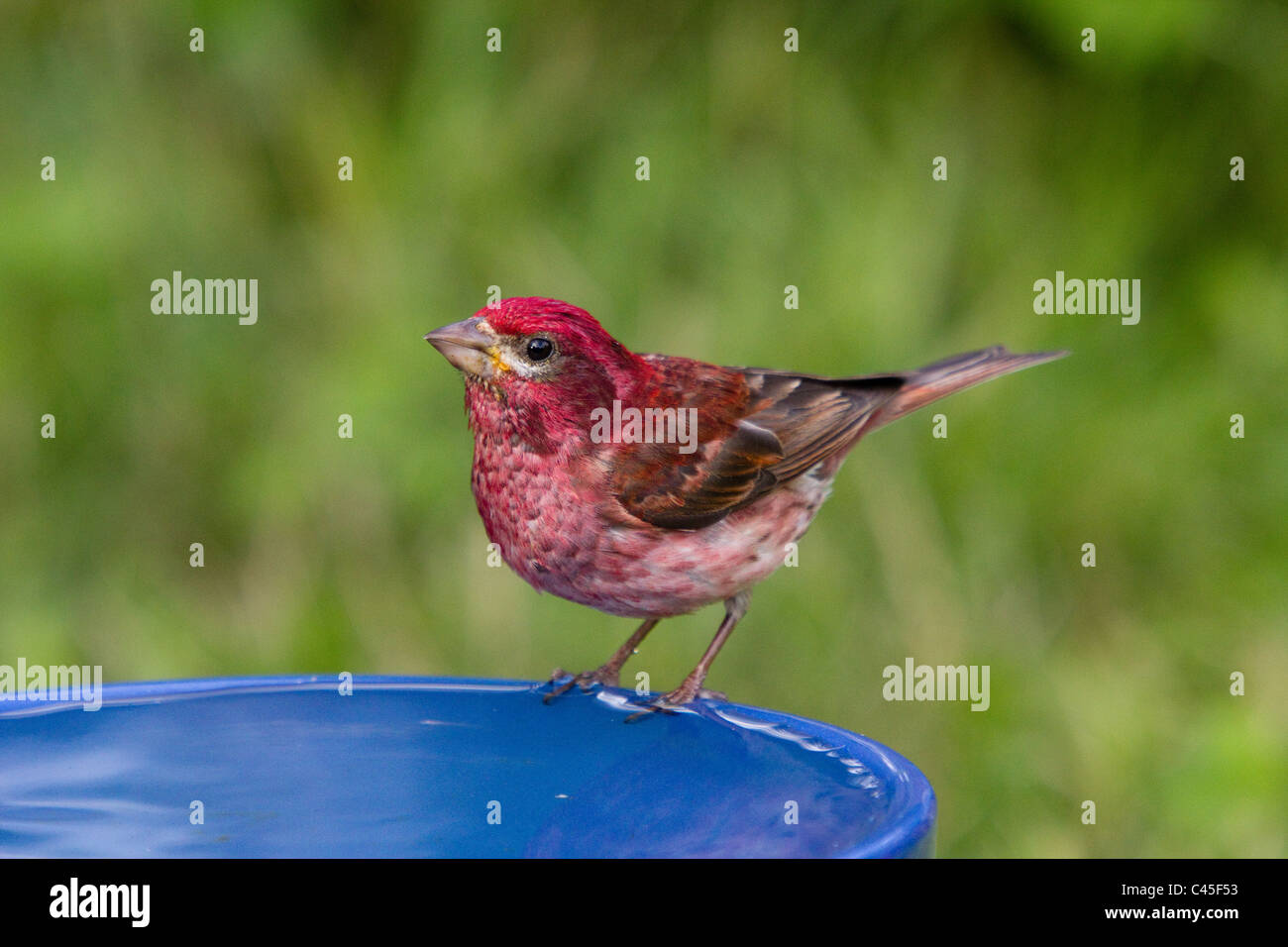 Purple Finch - Male Stock Photo - Alamy