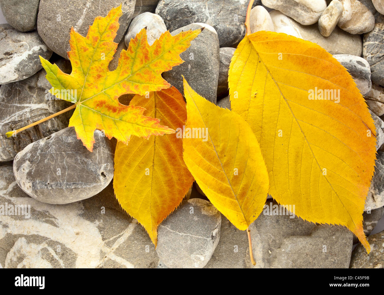 Colorful fallen autumn leaves on stone background Stock Photo - Alamy