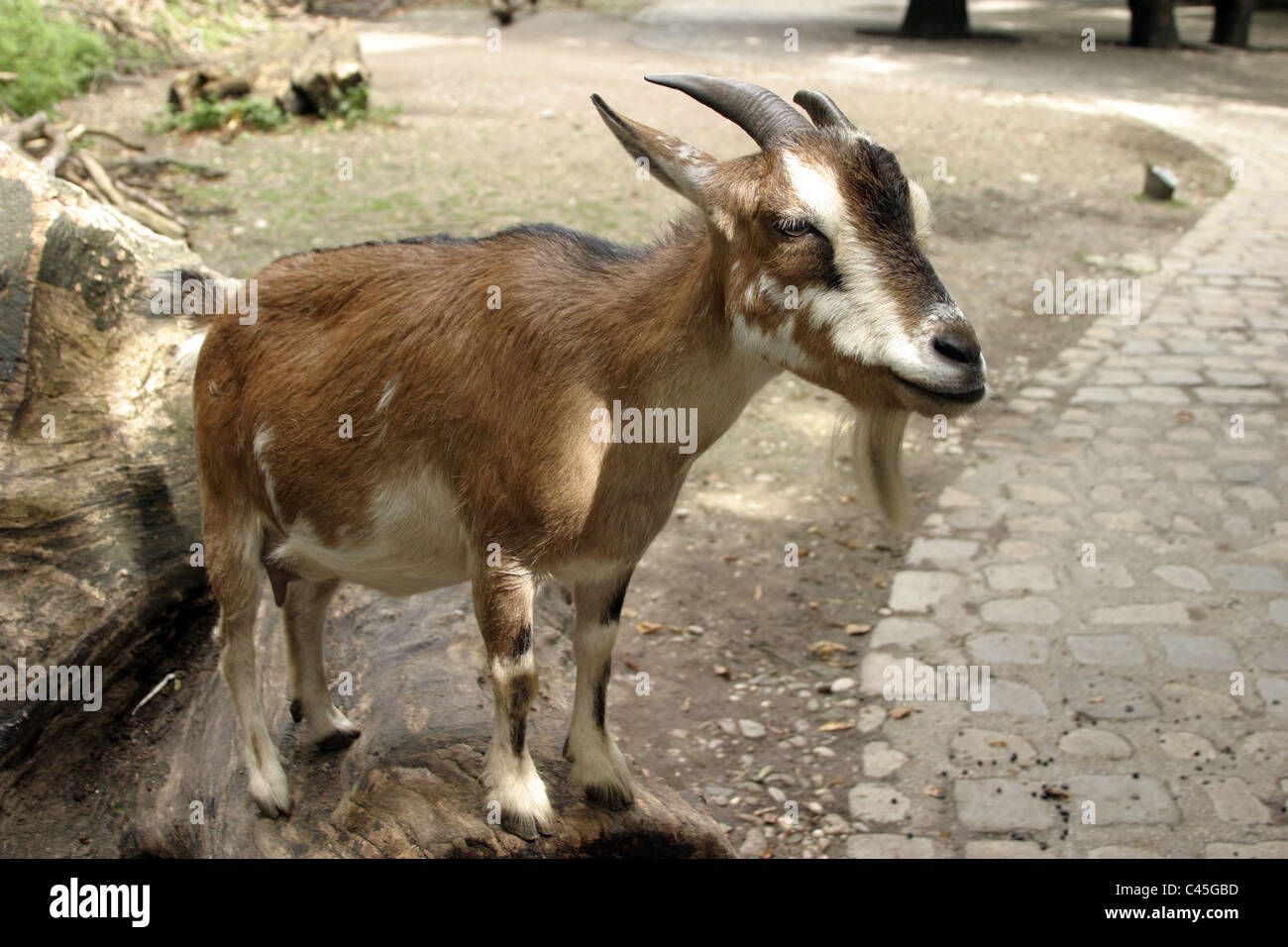 Photogenic Goat High Resolution Stock Photography and Images - Alamy