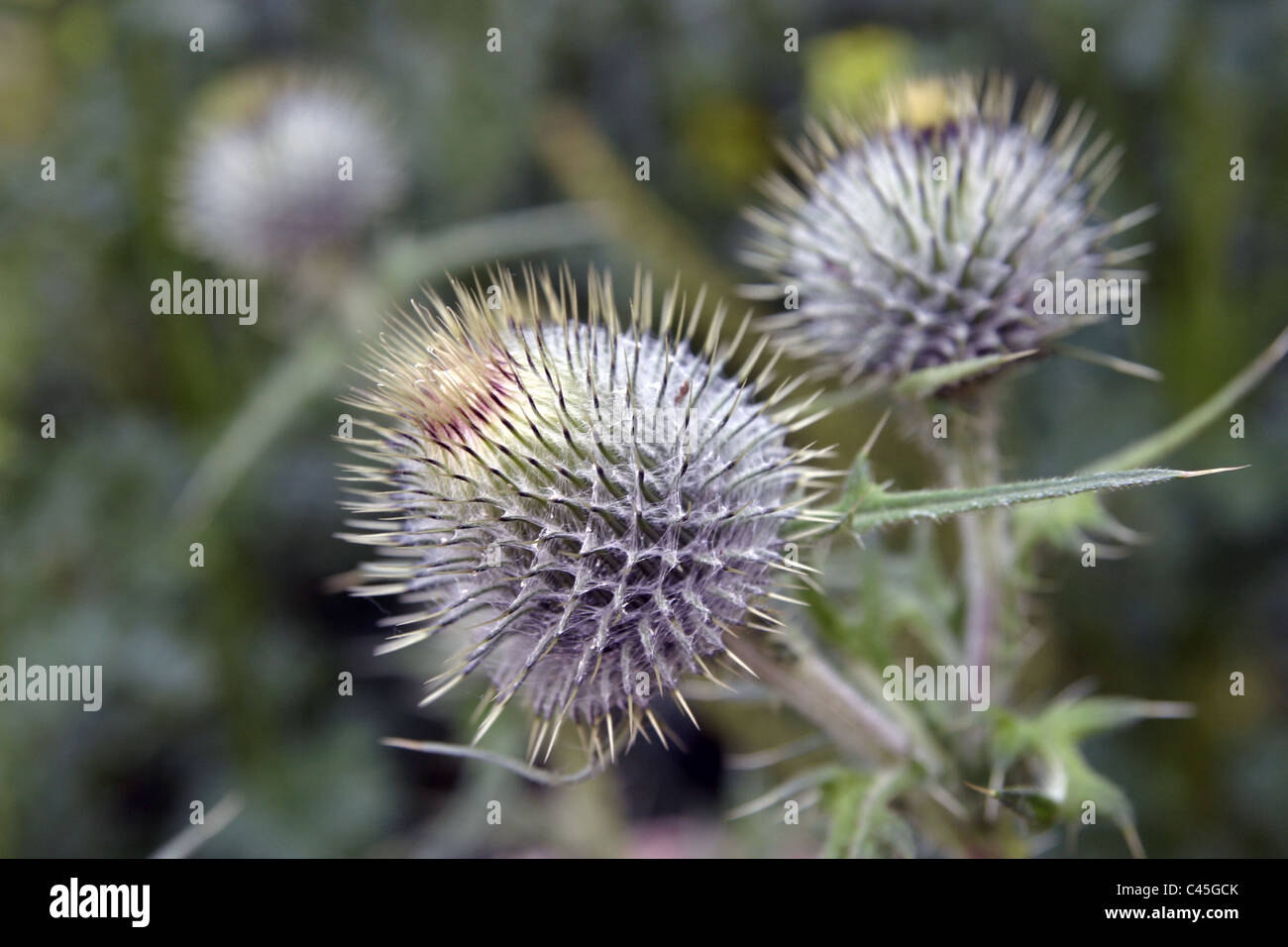The image shows the heads of the Spear Thistle (Bull Thistle Stock ...