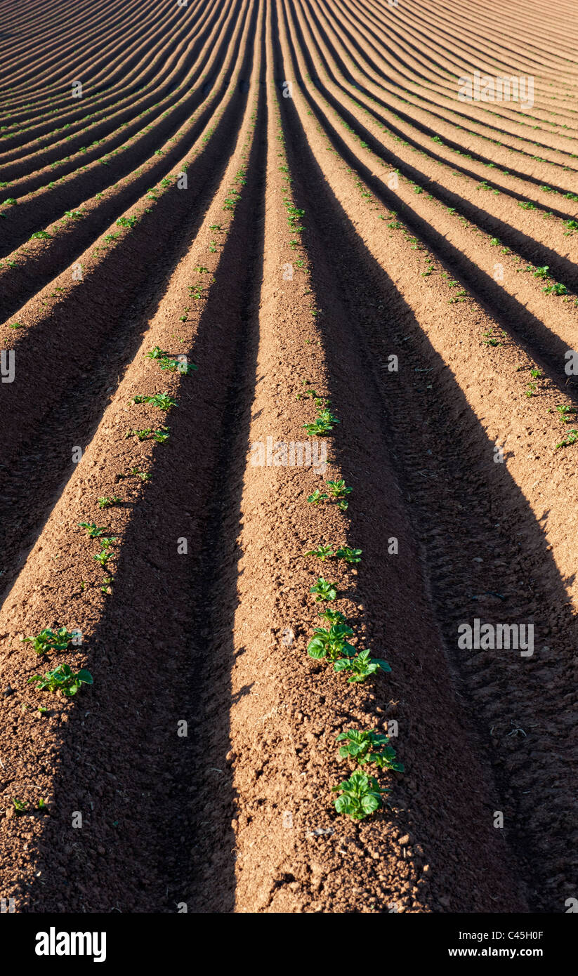 Ridge and furrow ploughed field pattern. UK Stock Photo - Alamy