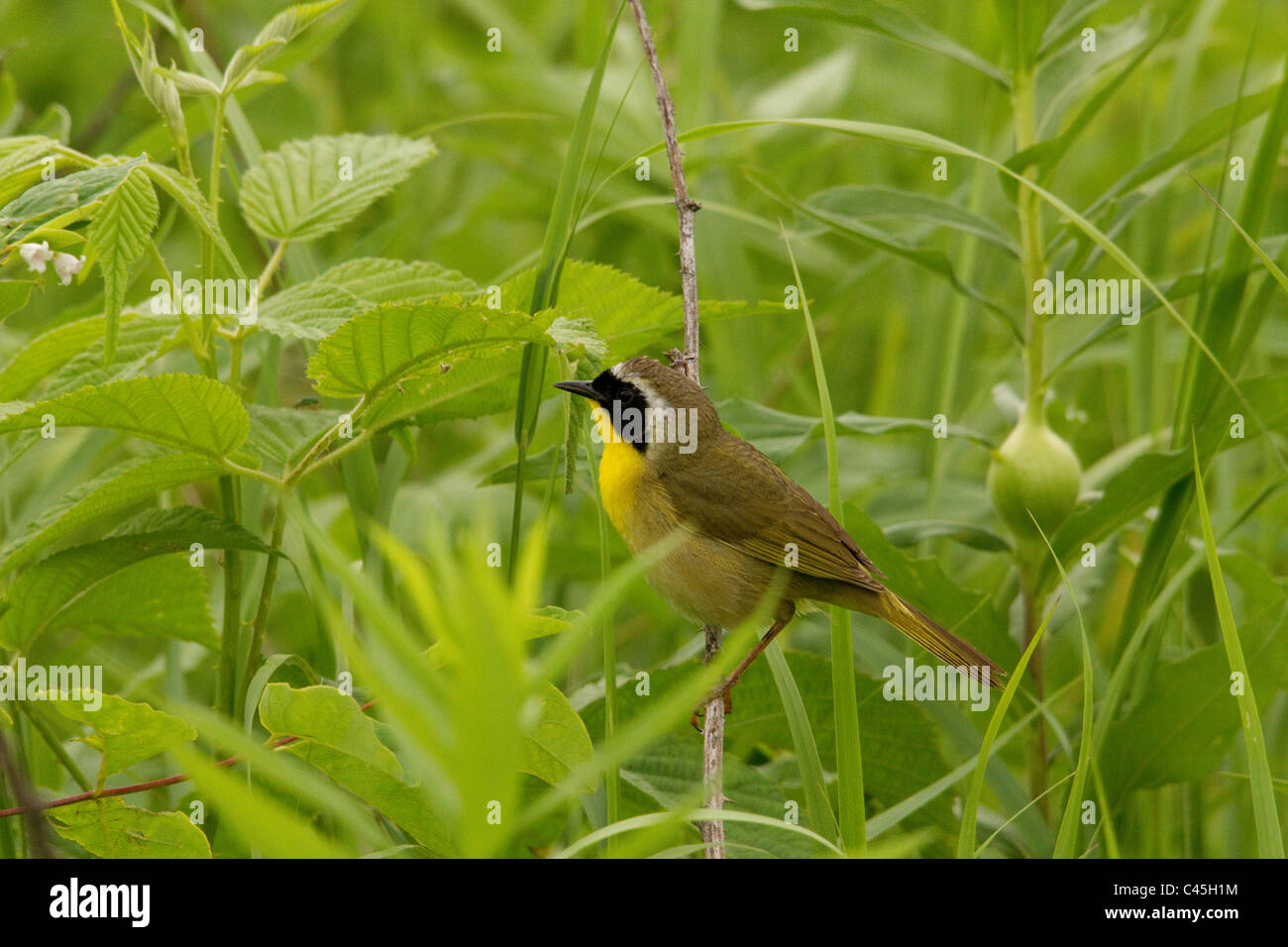 Common yellow throat male hi-res stock photography and images - Alamy