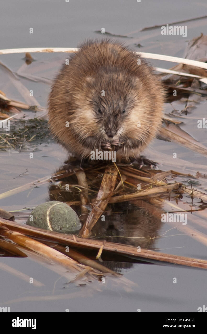 A muskrat eats some food at the Lee Metcalf Refuge in Bitterroot Valley ...