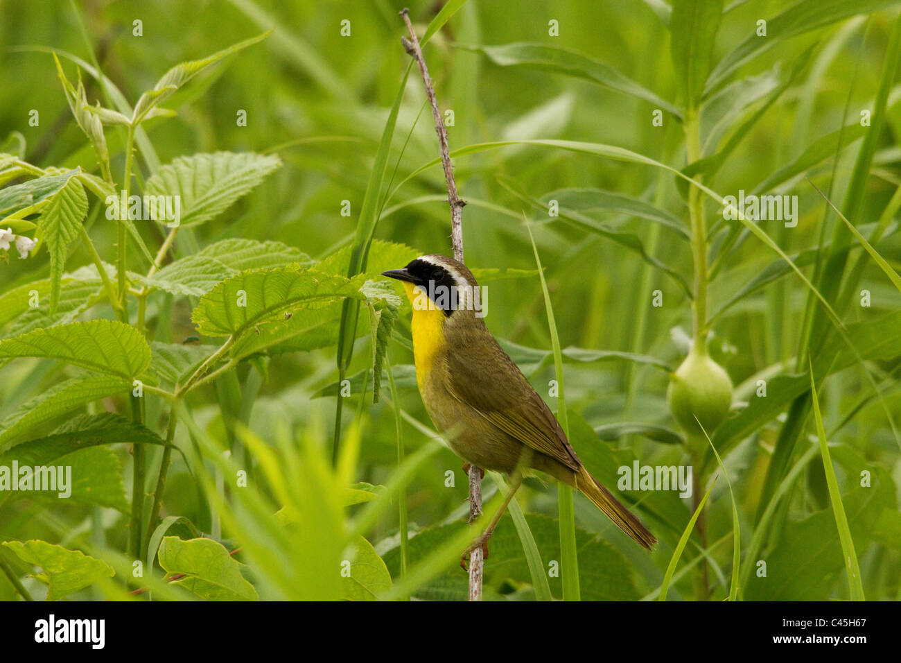 Common yellow-throat - male Stock Photo - Alamy