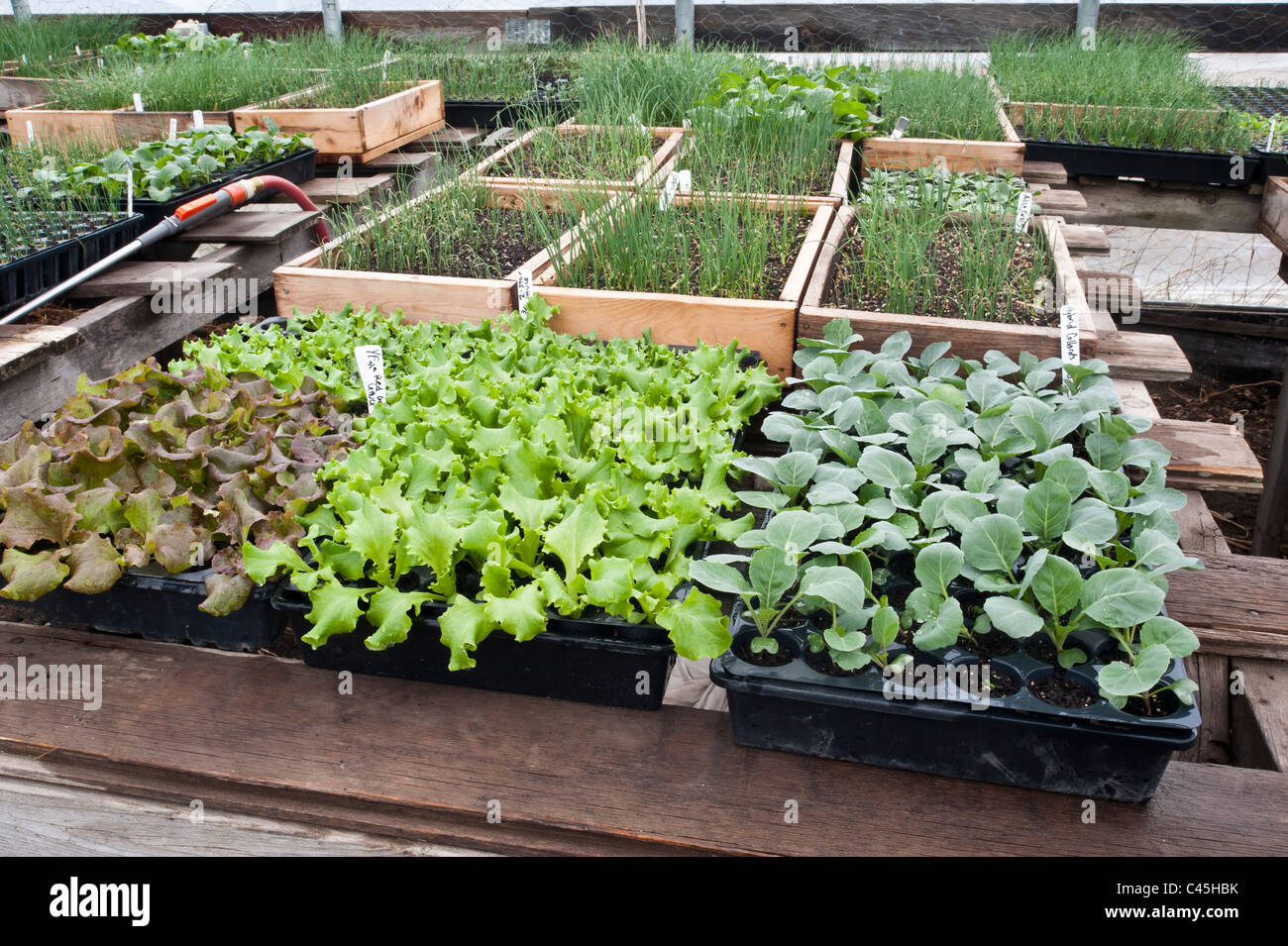 Vegetables started in the hot house for use at the Peas Farm in ...