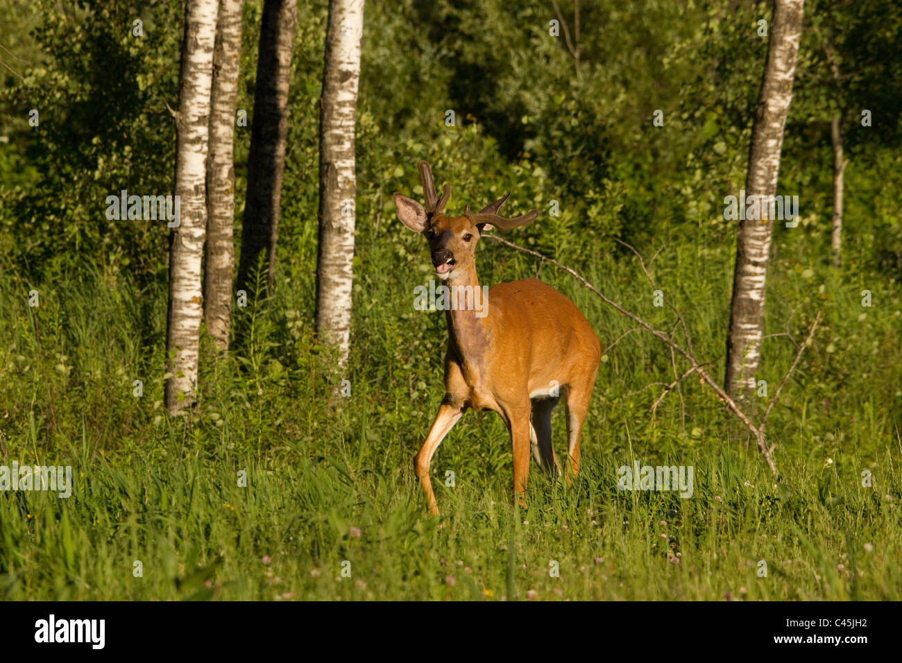 Deformed antlers hi-res stock photography and images - Alamy