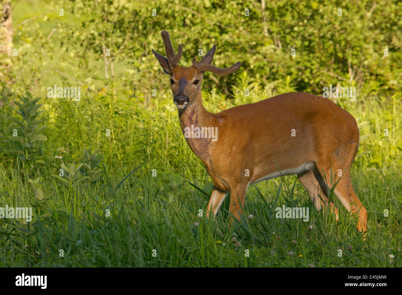 Deformed antlers hi-res stock photography and images - Alamy