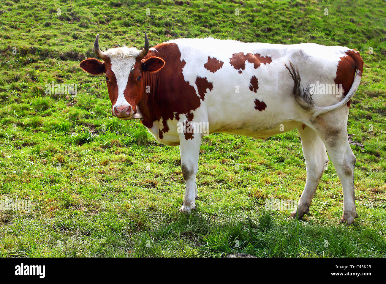 Alpine cow with bell hi-res stock photography and images - Alamy