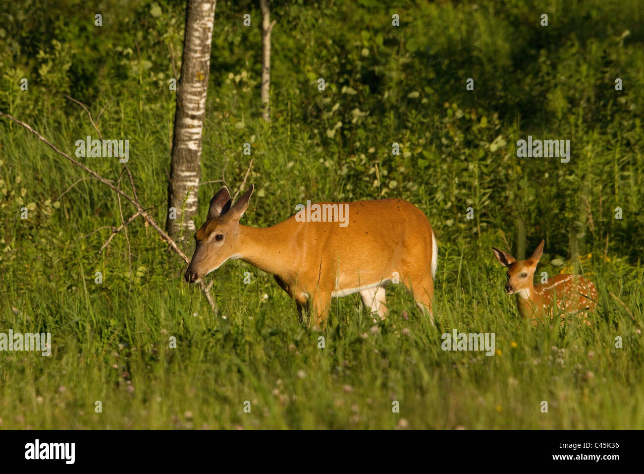 White-tailed doe with her fawn Stock Photo - Alamy