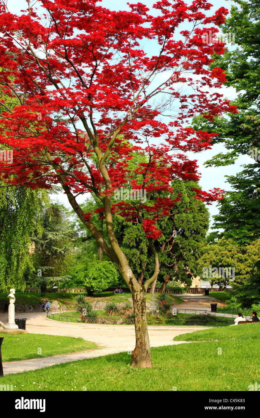 Red maple tree hi-res stock photography and images - Alamy