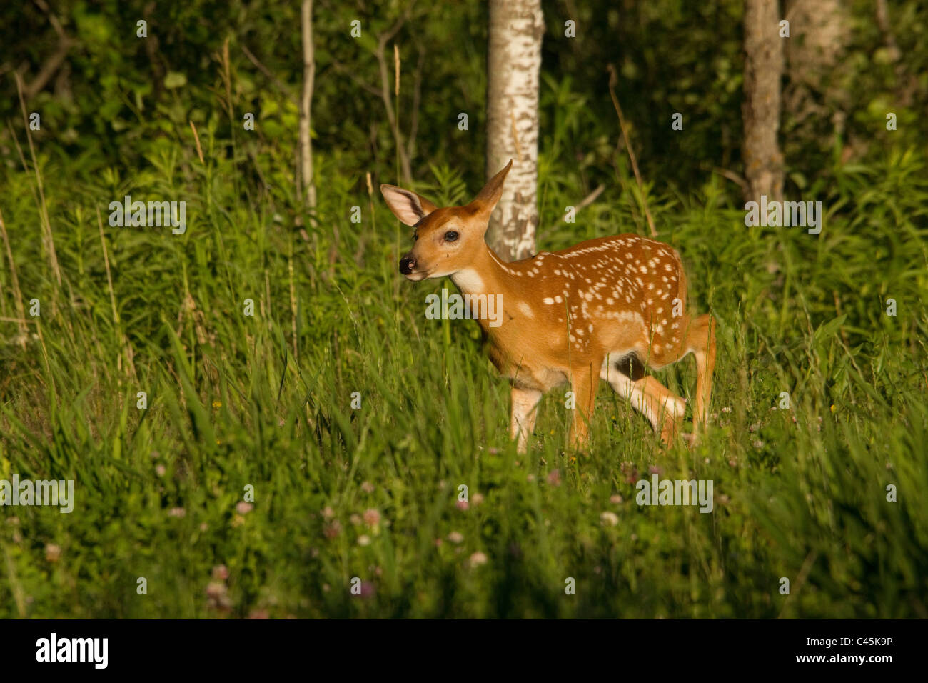 North american white tailed fawn hi-res stock photography and images ...