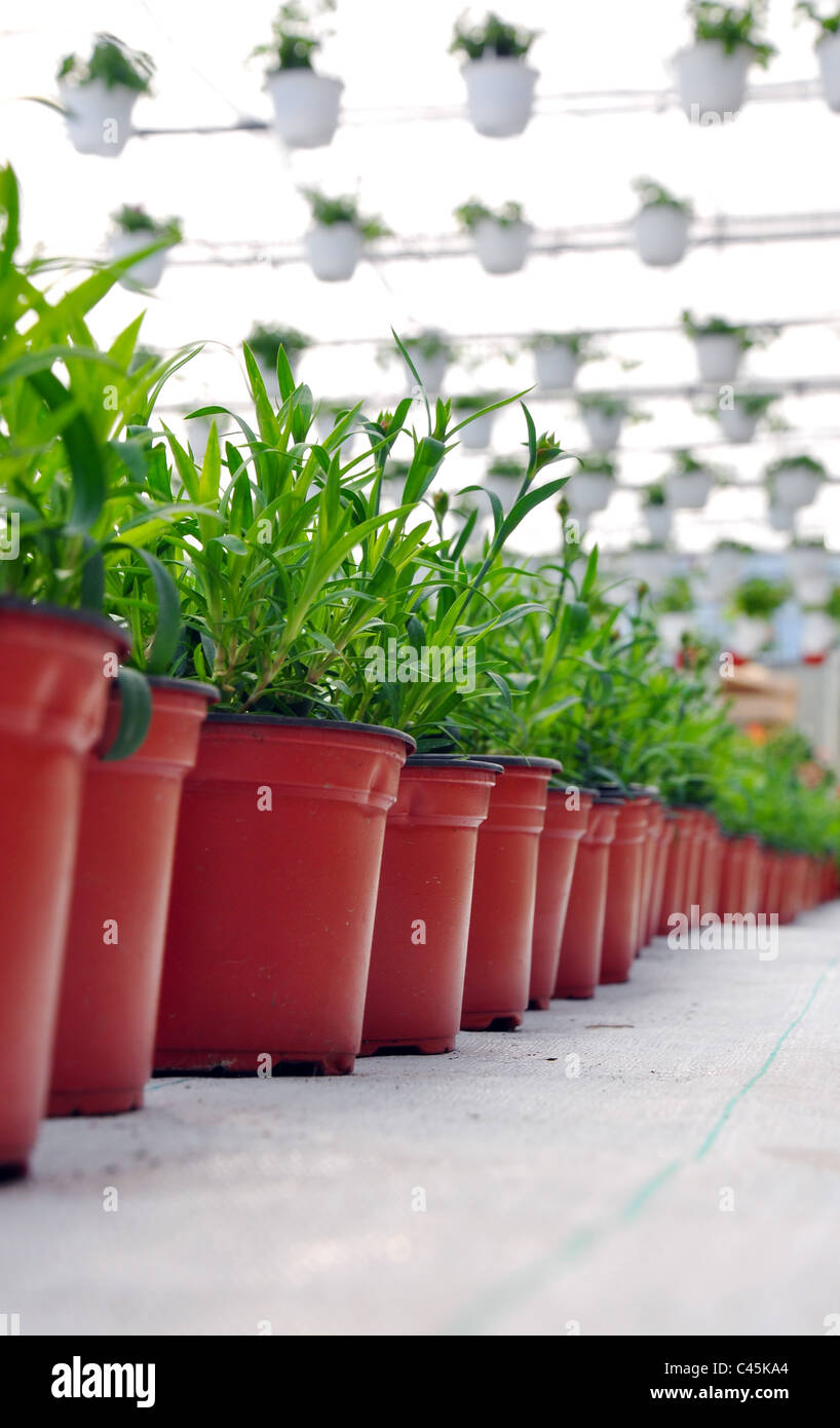 Small plants in plastic pots Stock Photo - Alamy