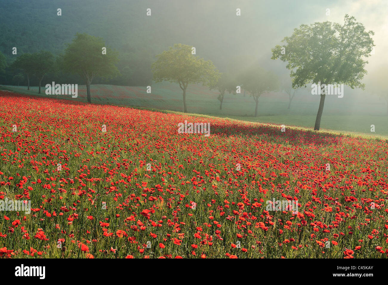 Poppy Field with Trees in Mist Stock Photo - Alamy