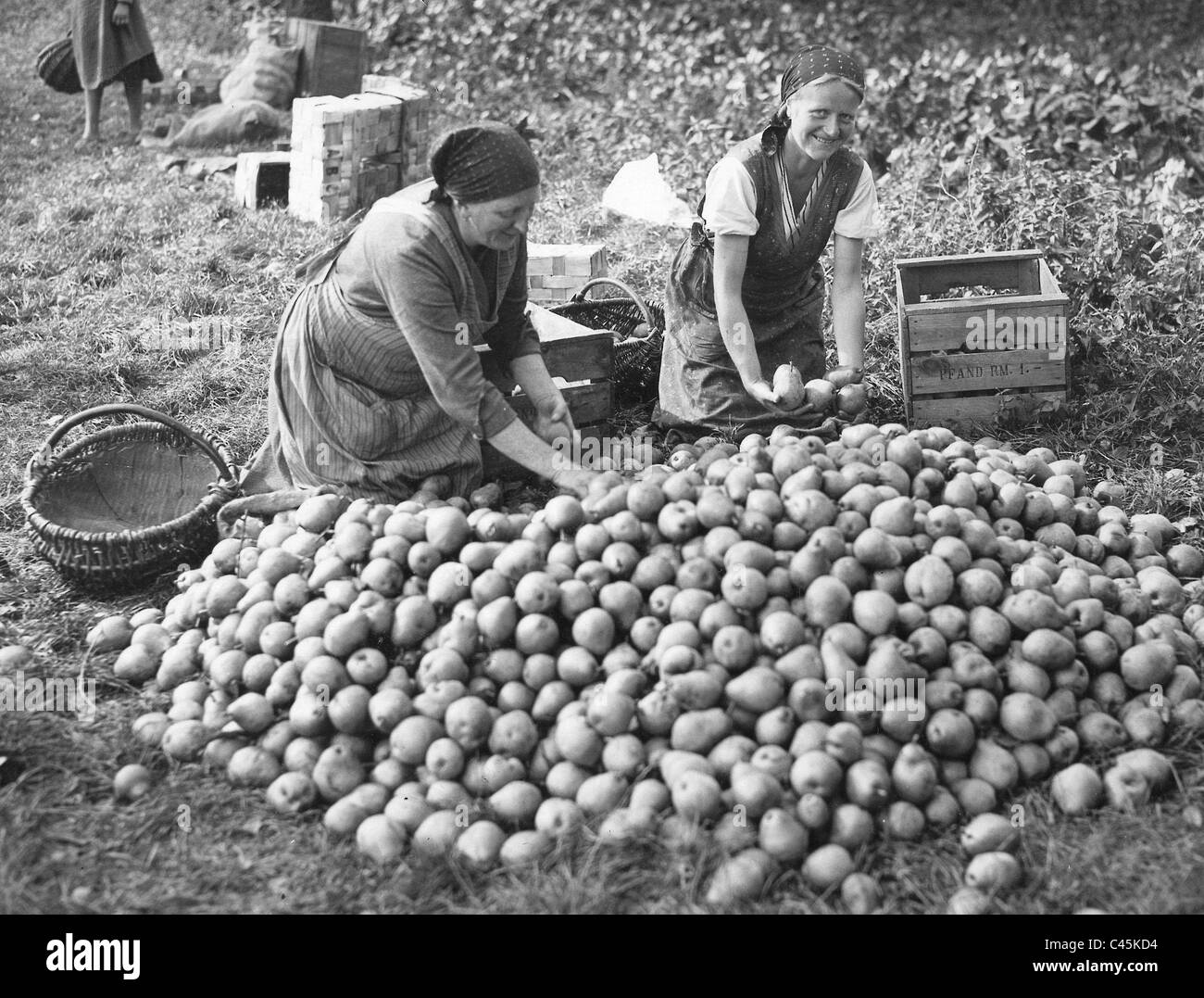 fruit harvest near Berlin Stock Photo - Alamy
