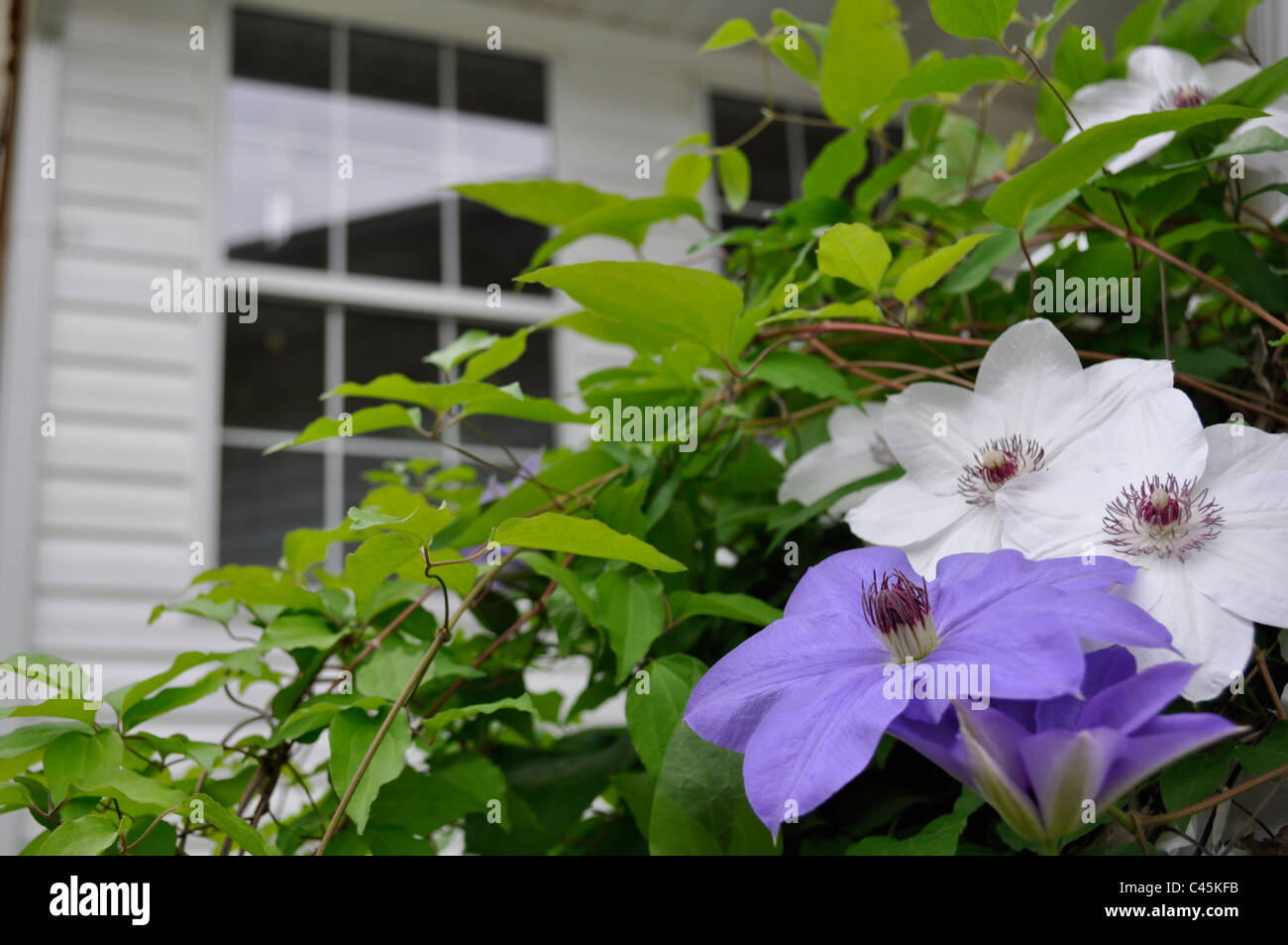 A set of flowers outside of a house Stock Photo - Alamy