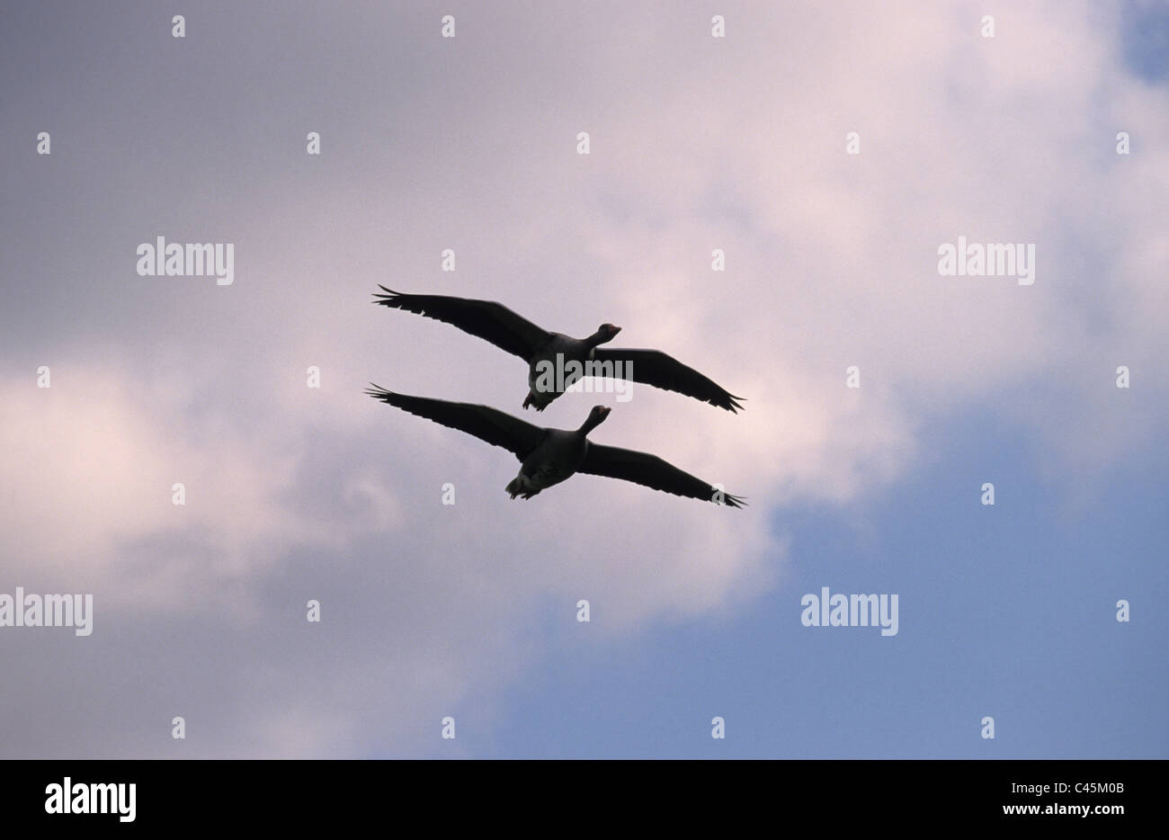 Geese flying overhead hi-res stock photography and images - Alamy