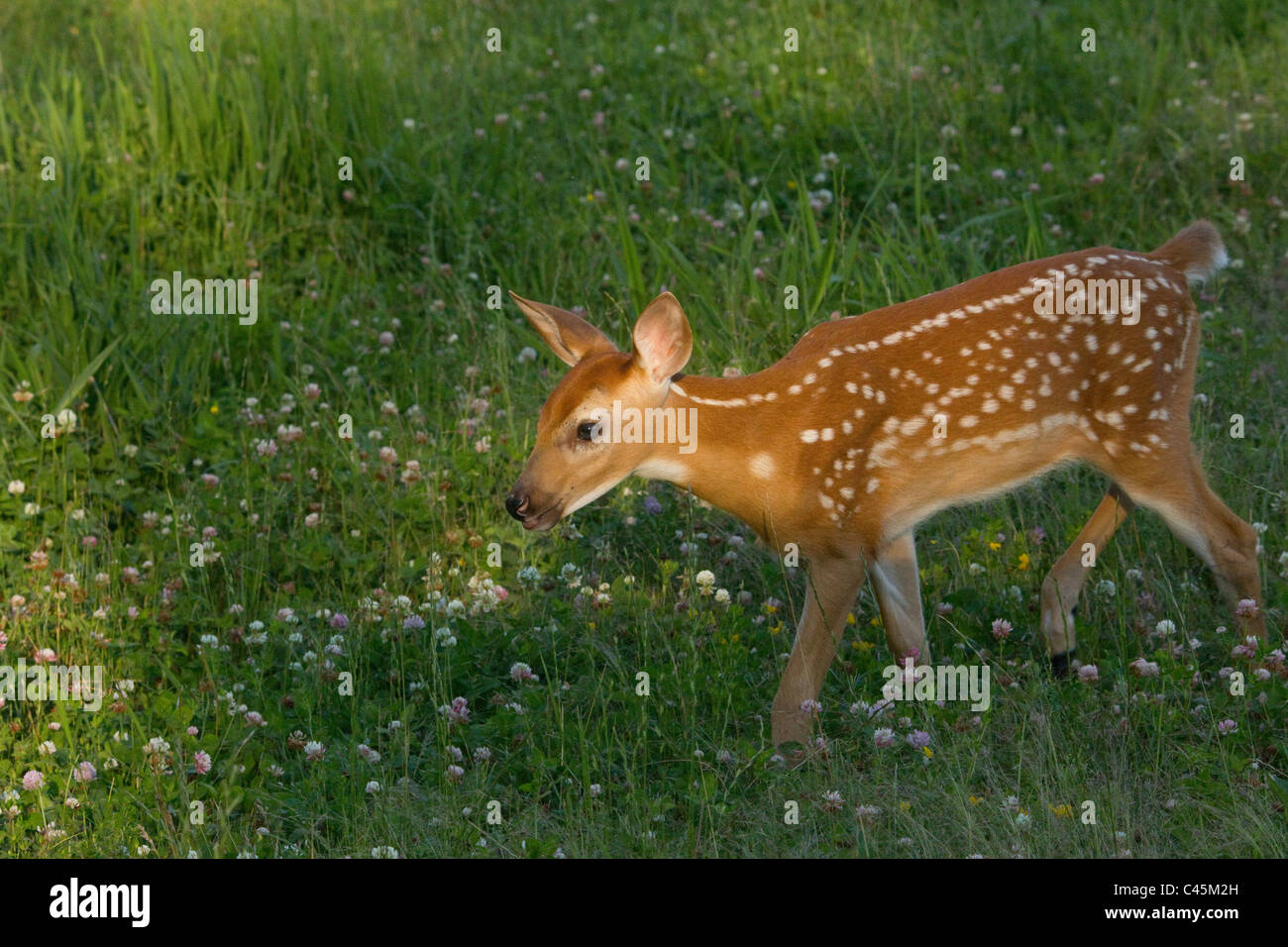 Clover tailed hi-res stock photography and images - Alamy