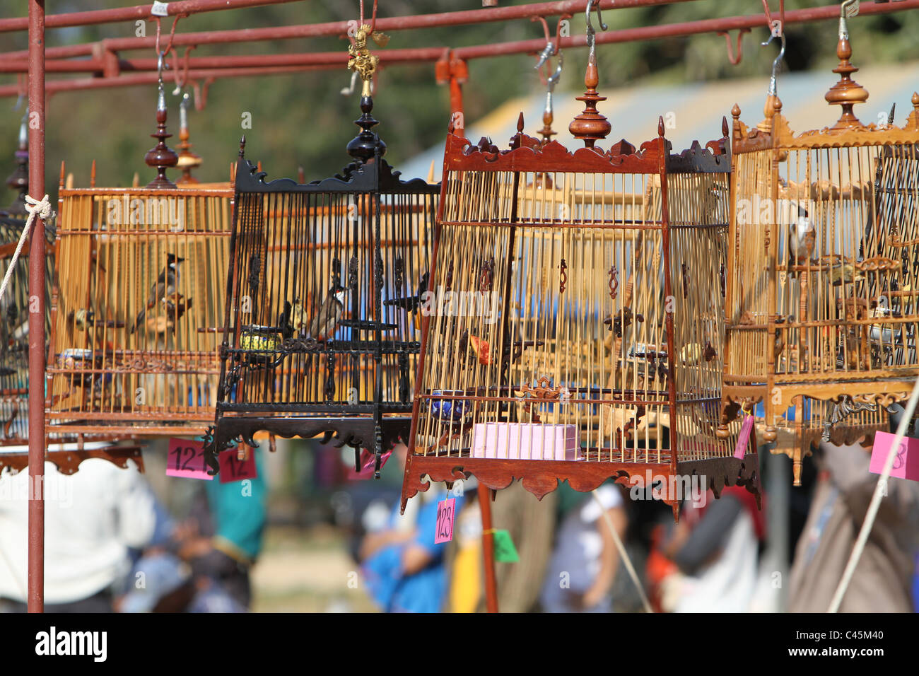 bird singing contest at a field in rural Thailand Stock Photo - Alamy