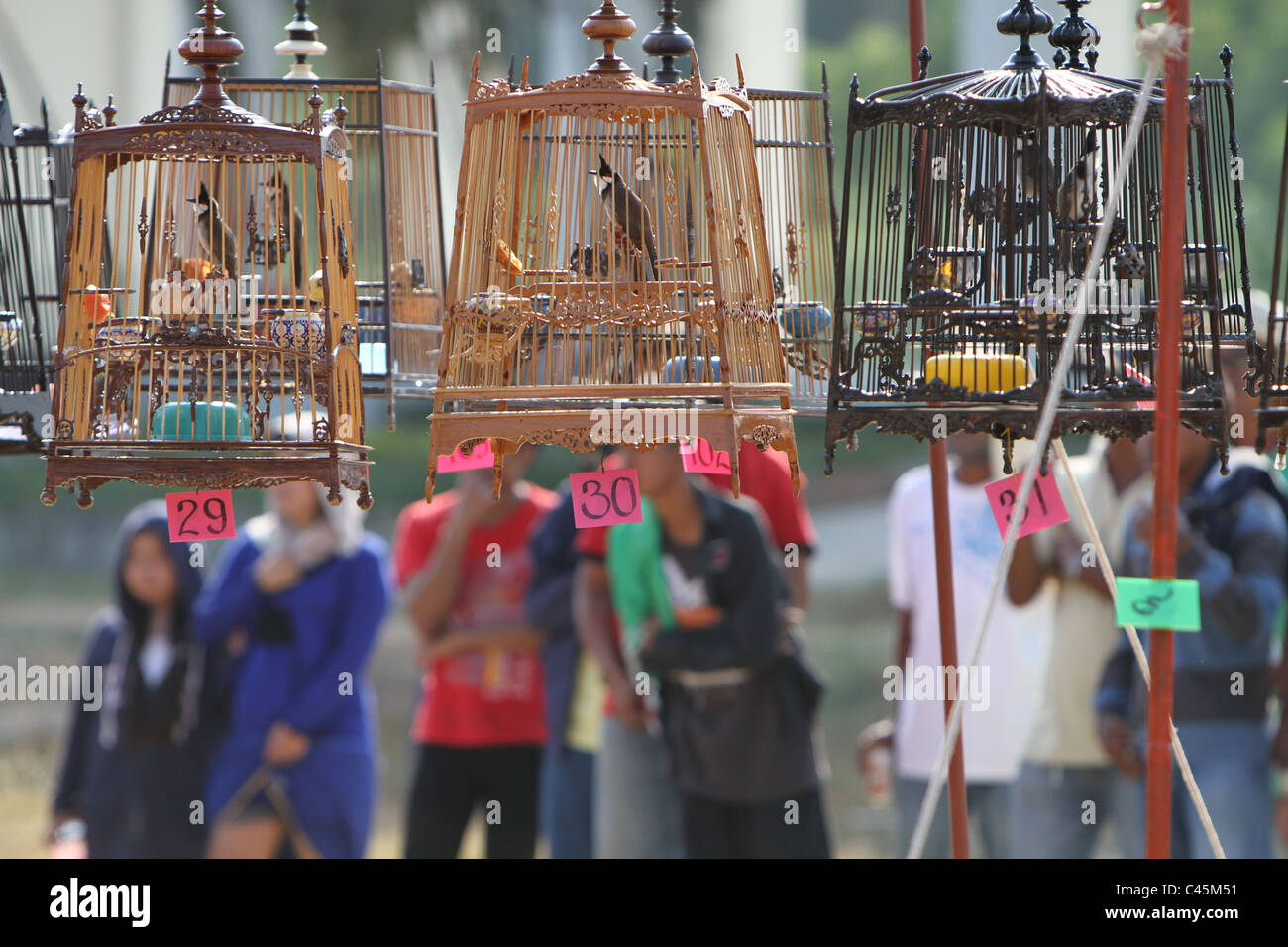 bird singing contest at a field in rural Thailand Stock Photo - Alamy