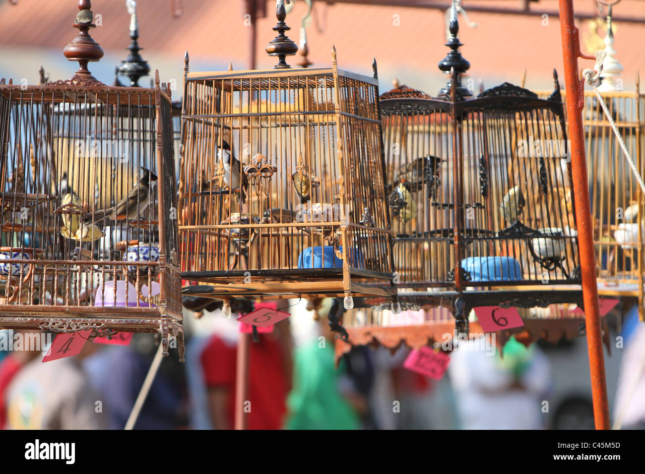 bird singing contest in Thailand Stock Photo - Alamy