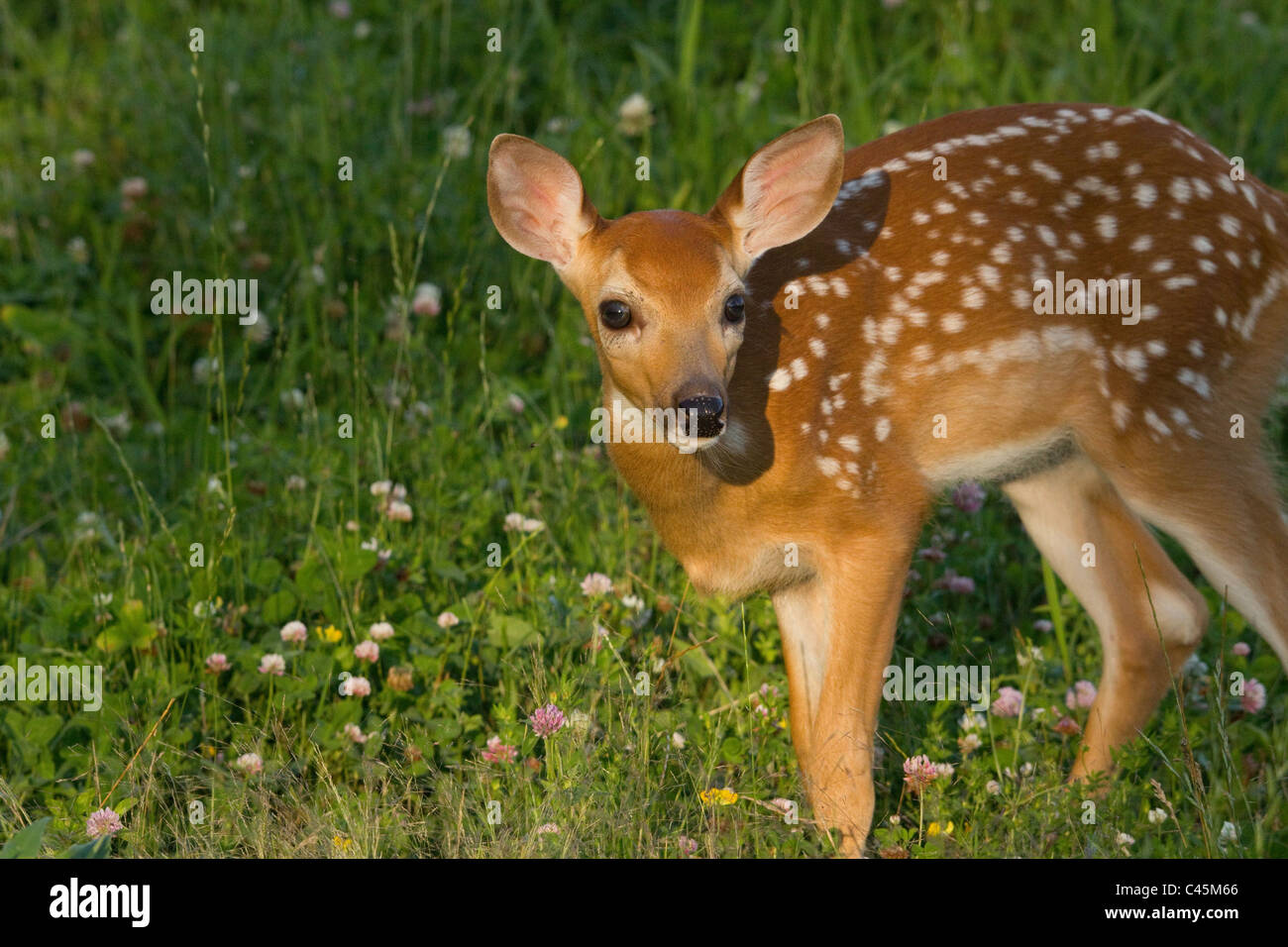White sweet clover hi-res stock photography and images - Alamy
