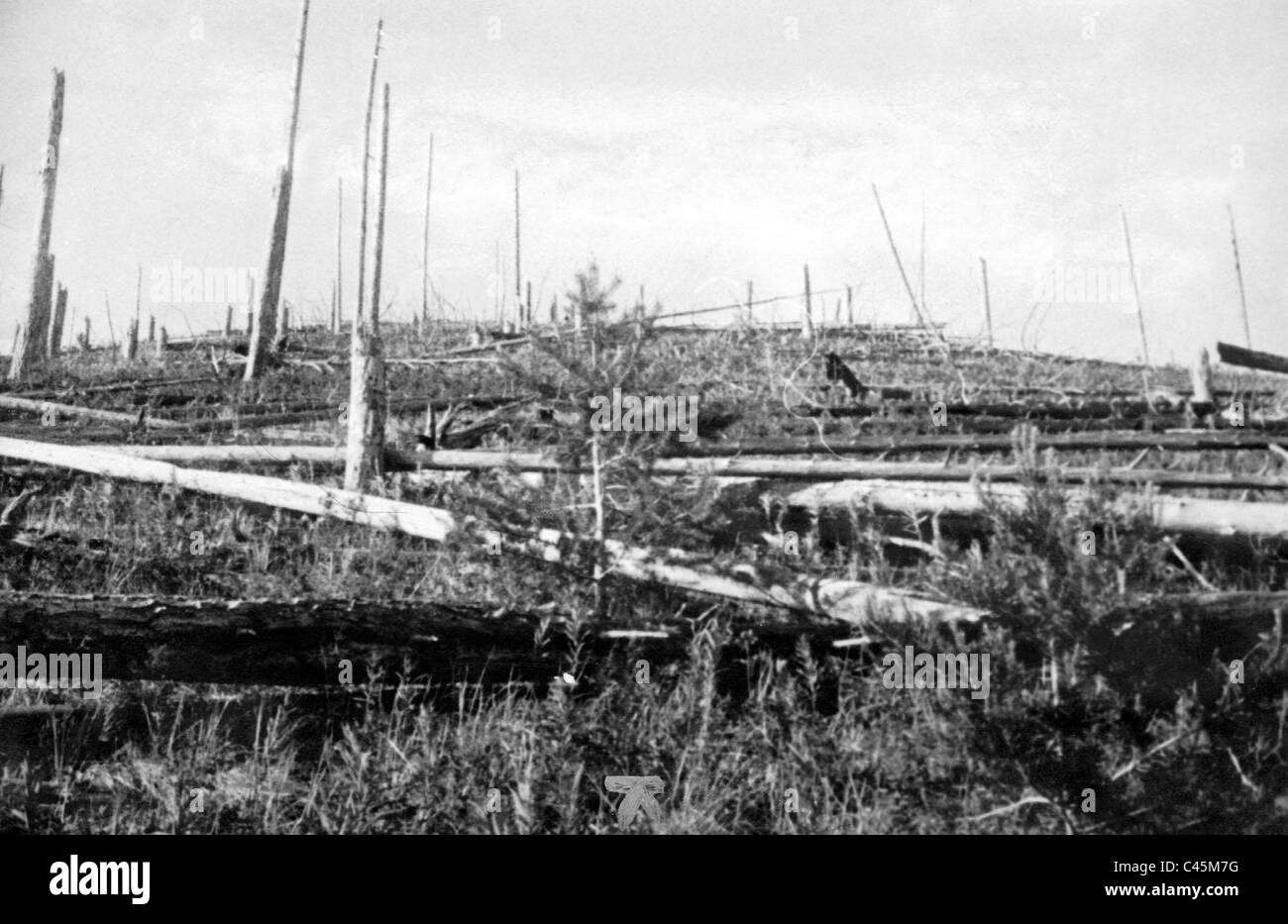 Snaped off trees at the meteorite crash site in Siberia Stock Photo - Alamy