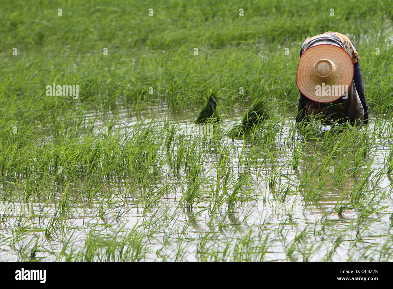 rice planting in Thailand Stock Photo - Alamy
