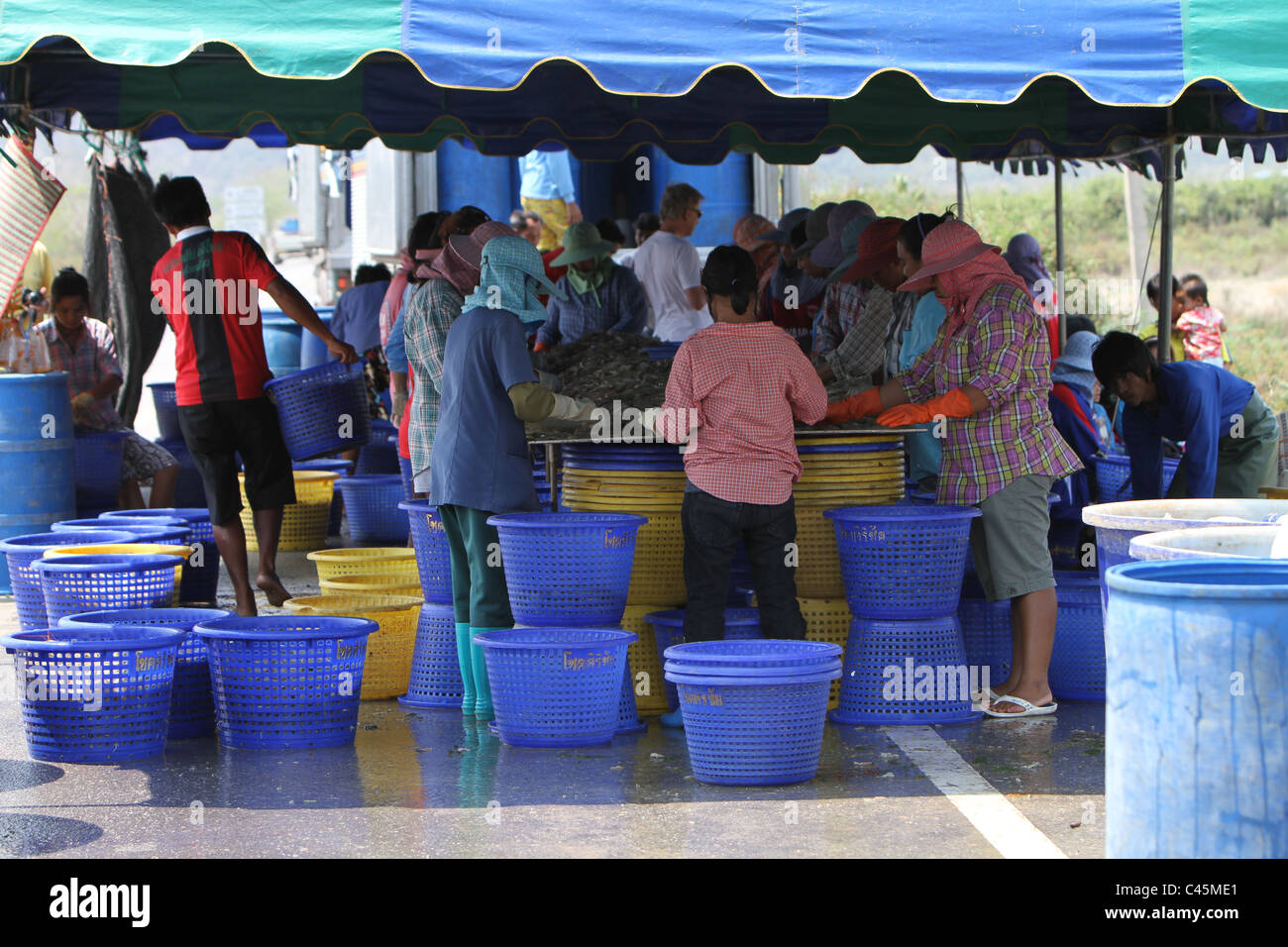 sorting shrimp by size at a mobile processing unit in Thailand Stock ...