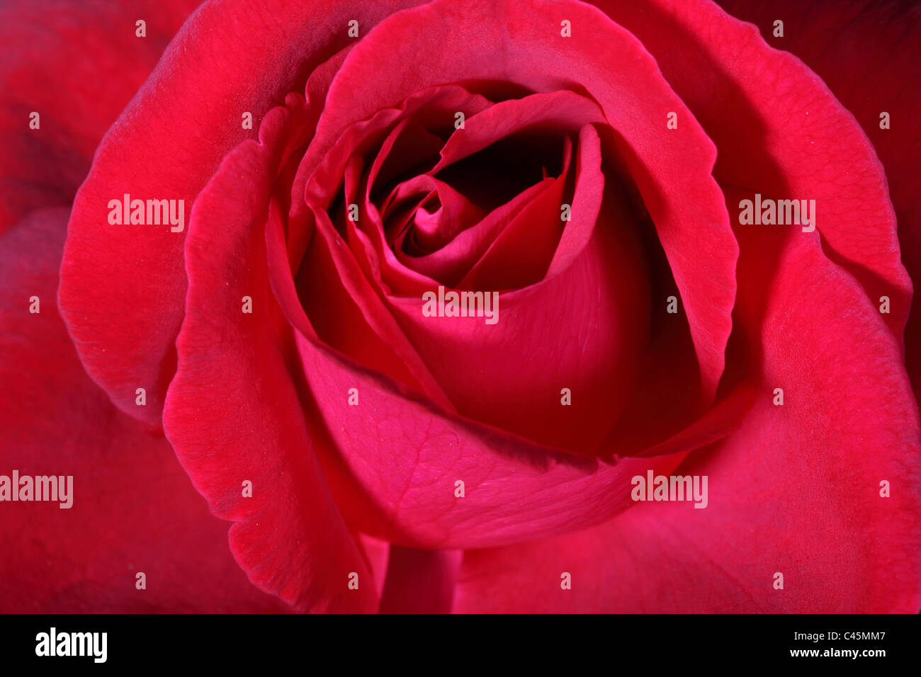 Pale red rose hi-res stock photography and images - Alamy