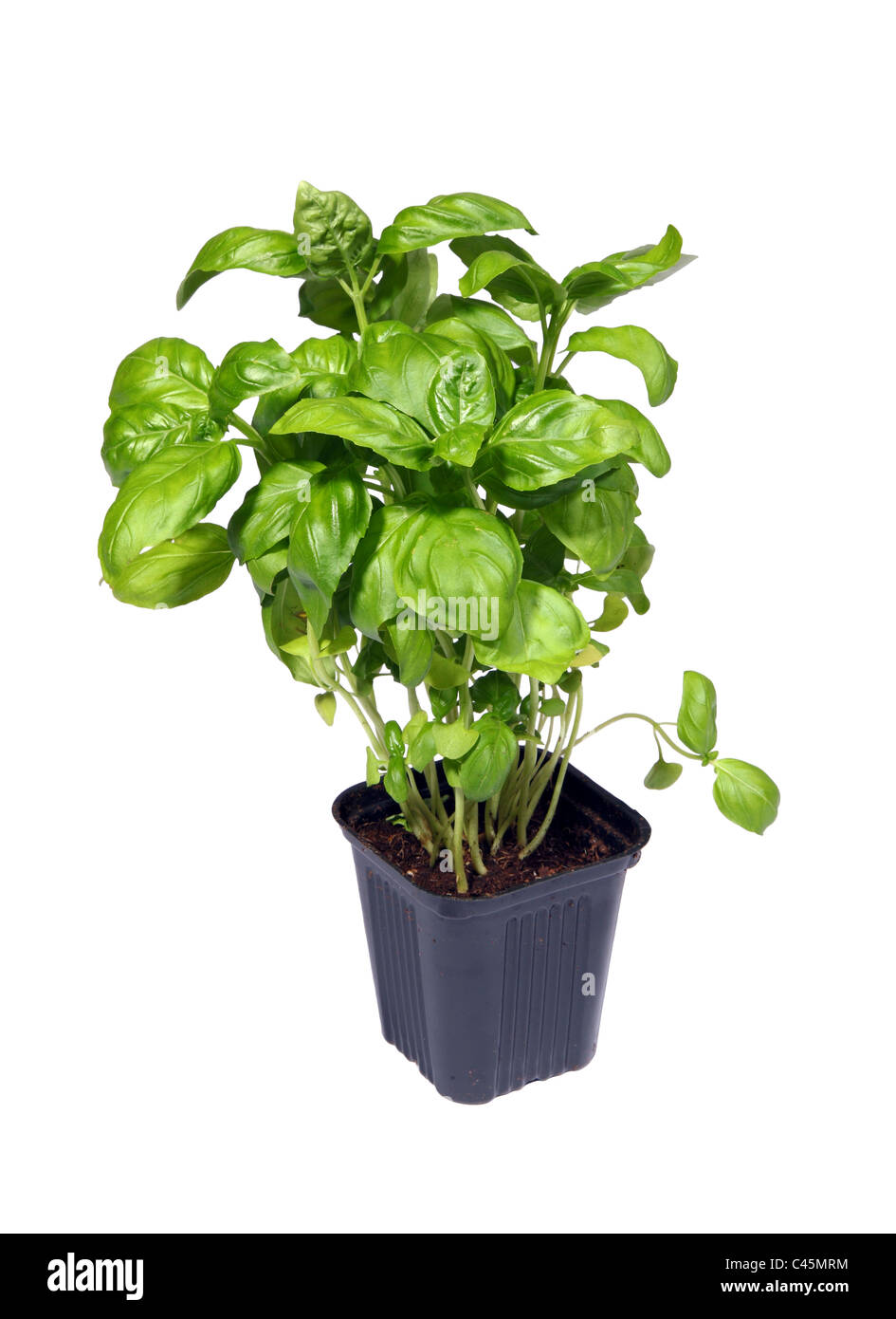 Vegetable plants growing on Cut Out Stock Images & Pictures - Alamy