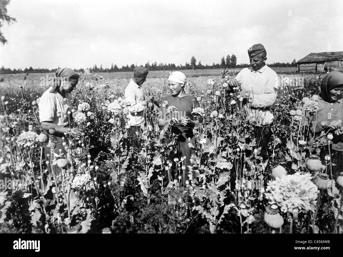 German soldiers with a peasant woman during field work behind the Stock ...