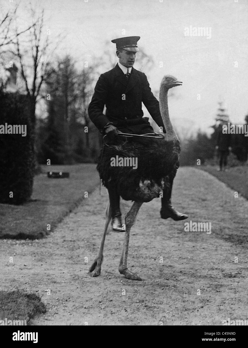 Man rides an ostrich Stock Photo - Alamy