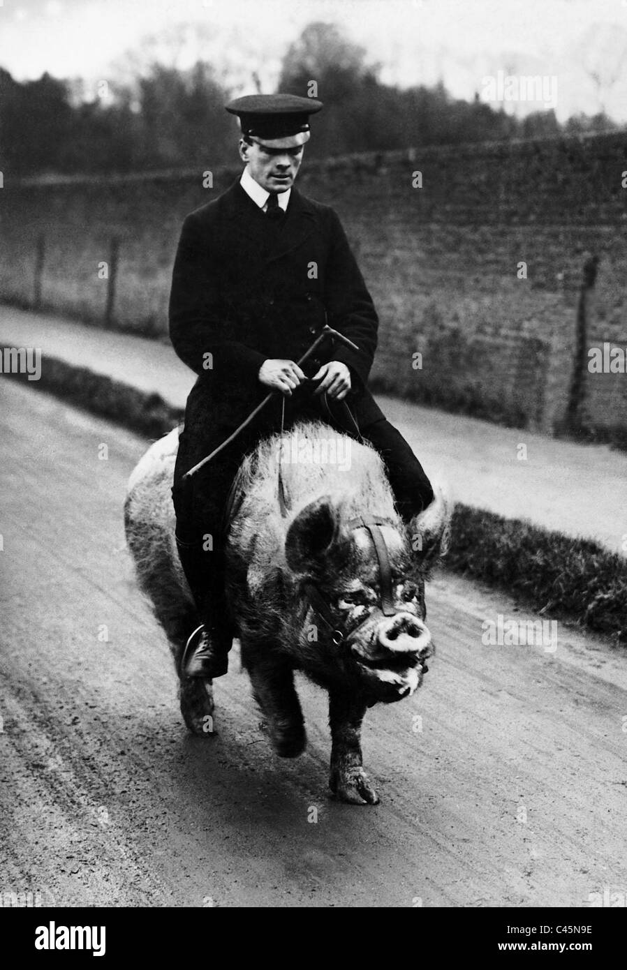 Man rides on a pig Stock Photo - Alamy