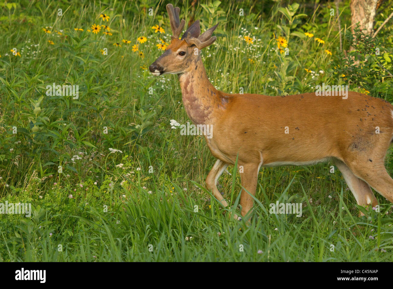 Deformed animal hi-res stock photography and images - Alamy