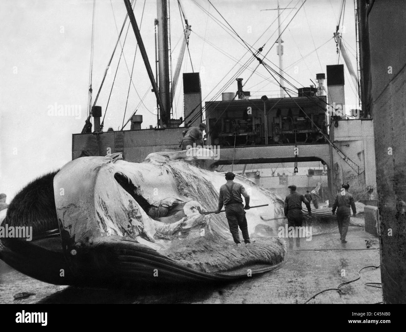 Whale on a whaling ship, 1938 Stock Photo - Alamy