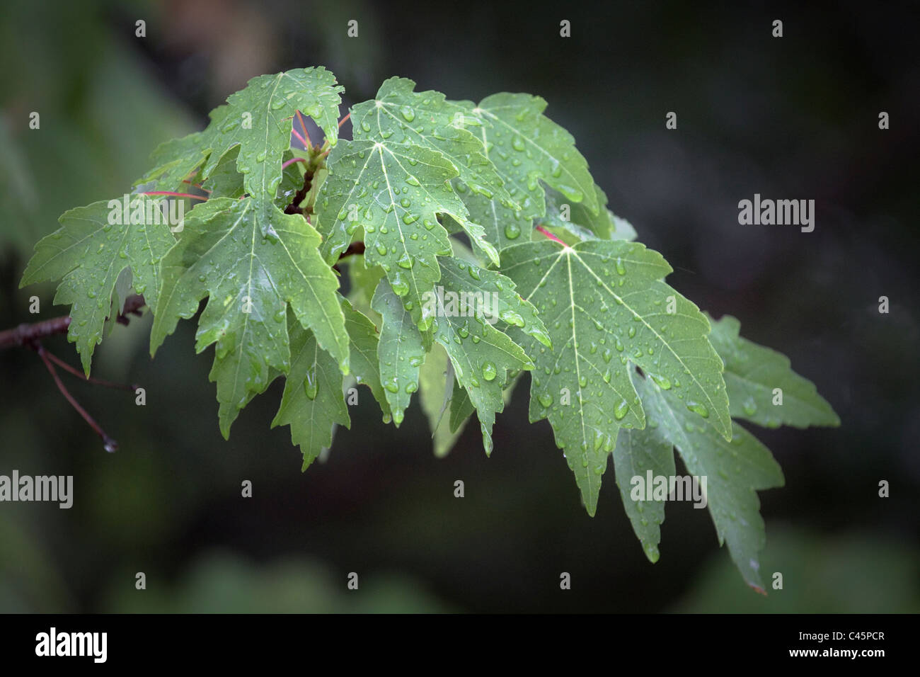 Red maple leaves with rain drops Stock Photo - Alamy