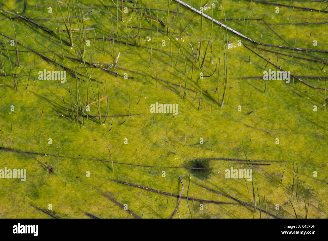 Small Freshwater lagoon with Blue Green algae near Lake Huron Michigan ...