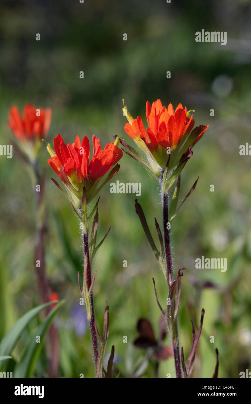 Wild scarlet indian paintbrush flowers hi-res stock photography and ...