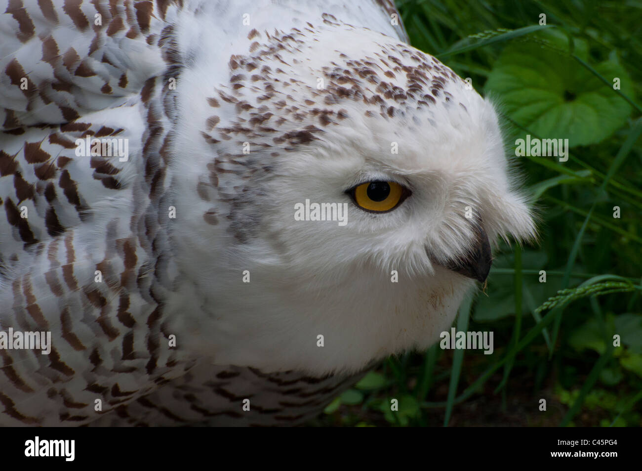Close-up of a Snowy Owl Stock Photo - Alamy