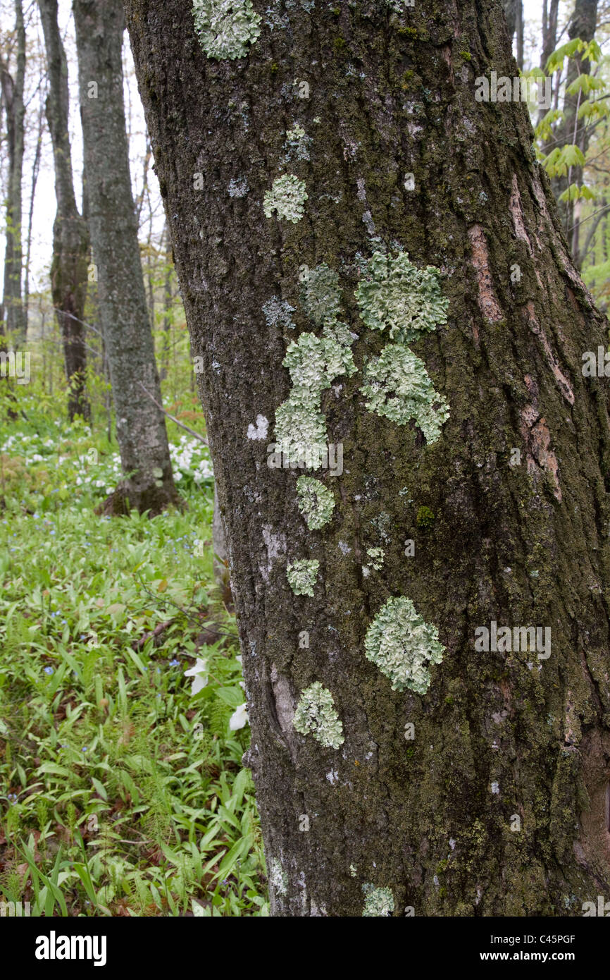 Patches of Greenshield Log Lichen or Foliose or Leafy Lichen on live ...