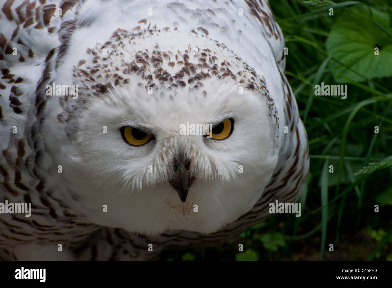 A Snowy Owl on the ground in spring Stock Photo - Alamy