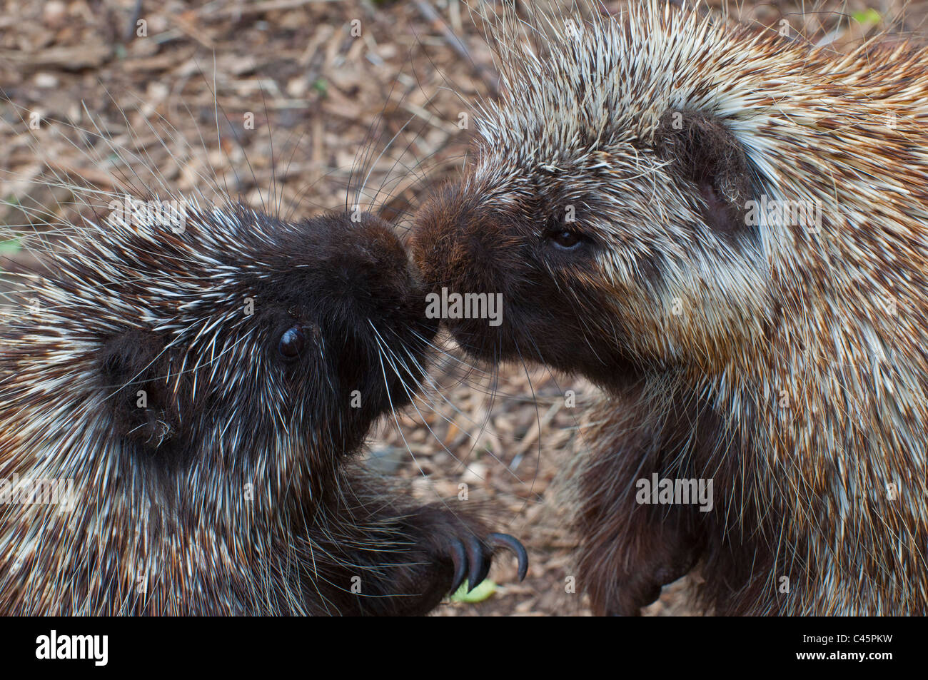 A prickly affair - two Porcupines meeting Stock Photo - Alamy