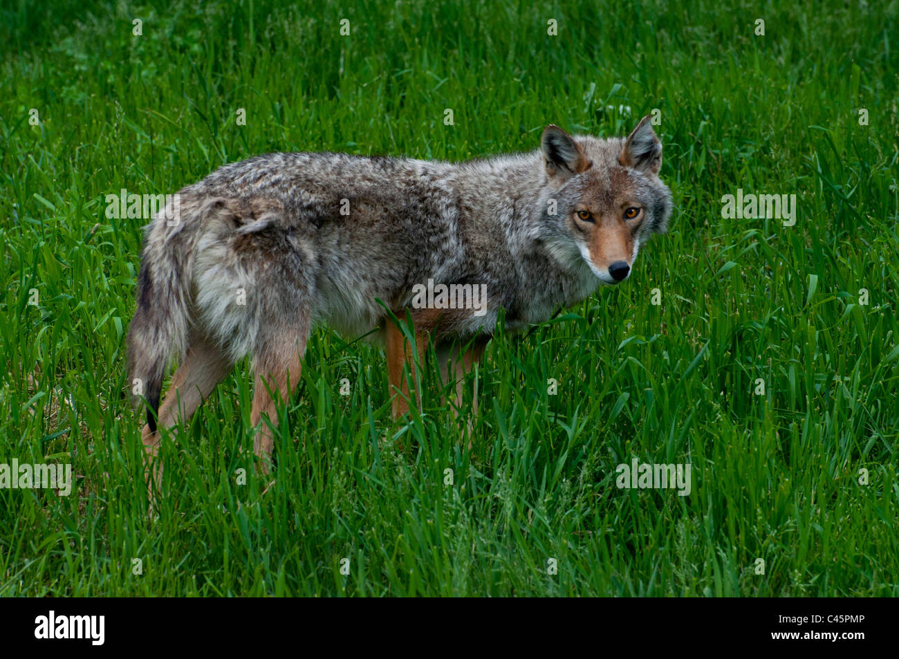 A Coyote in spring Stock Photo - Alamy