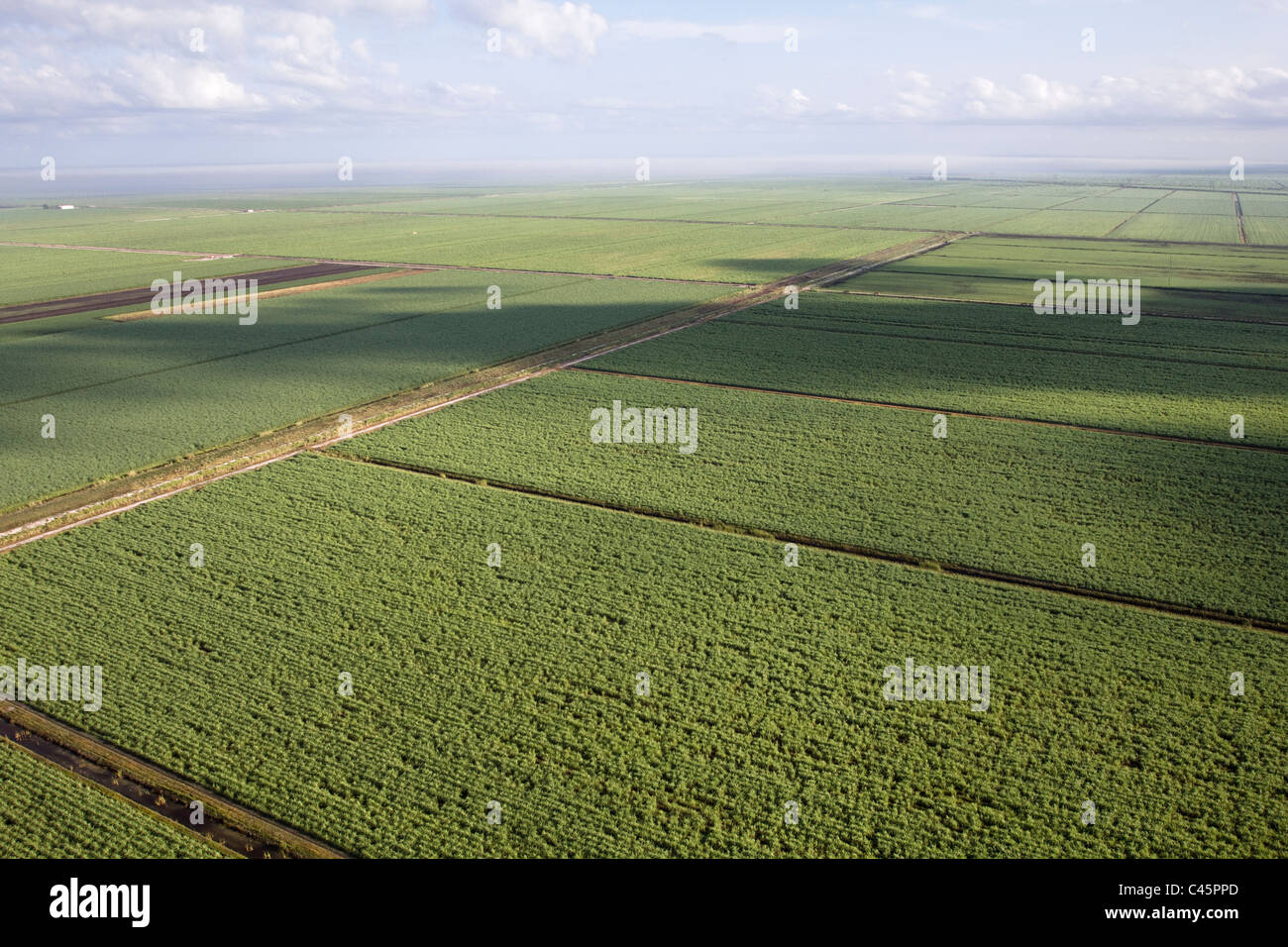 fields of sugar cane Stock Photo - Alamy