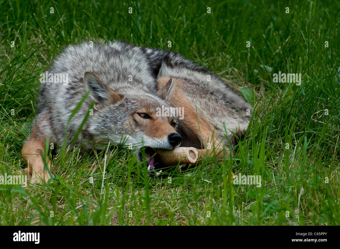 Coyote on the prairie hi-res stock photography and images - Alamy