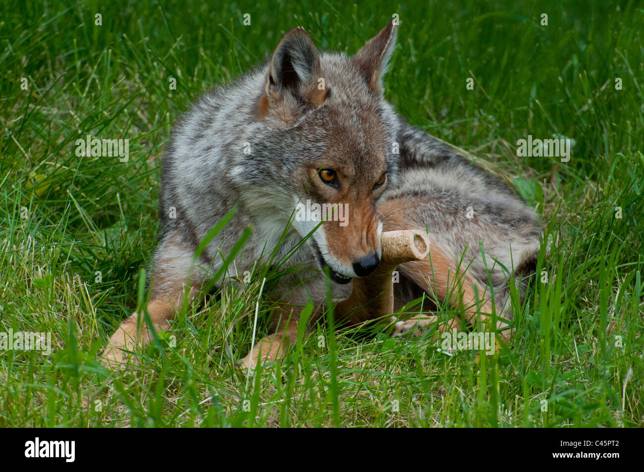 A Coyote chewing on an antler Stock Photo - Alamy