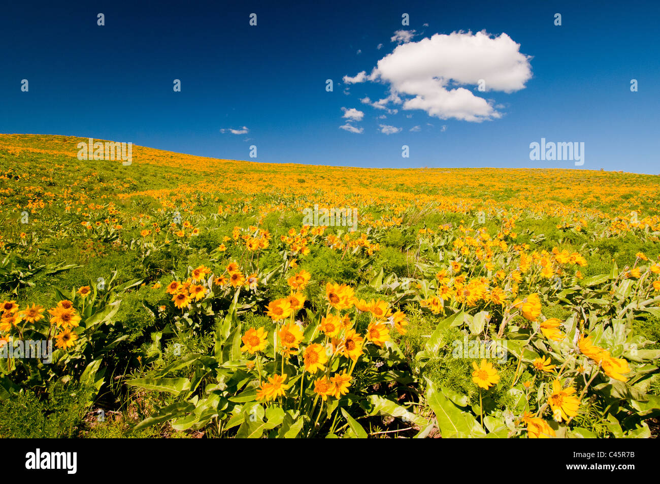 Solid mass of flowers hi-res stock photography and images - Alamy